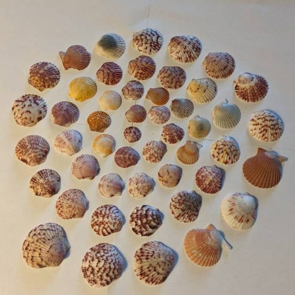 25 Scallop Sea Shells, Florida Scallops, Sanibel Scallop Shells ...