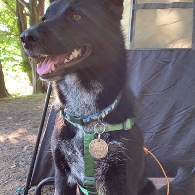 Dog Tag, Camper Dog Tag, Adventure, Personalized Dog Tag, Pet Id Tag ...