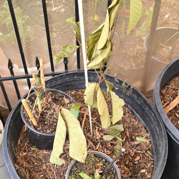 Grafted Red Rambutan Tree Tropical (nephelium Lappaceum) Live Fruit ...