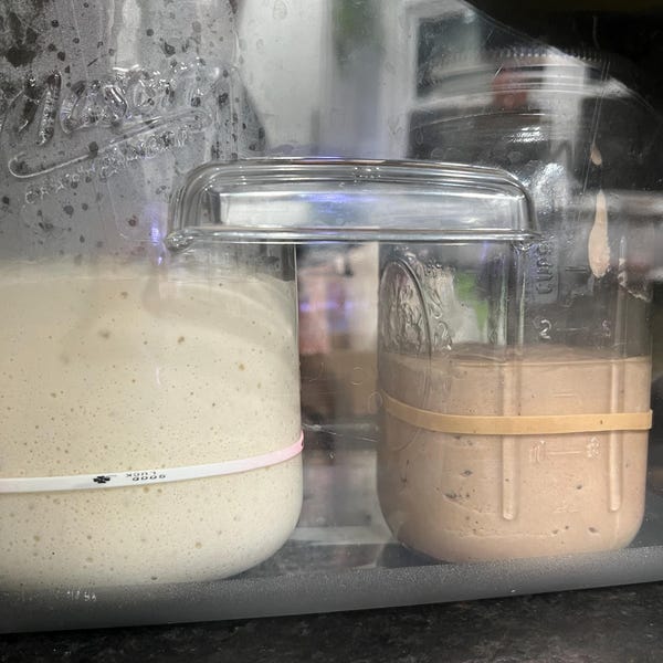 1000+ Year Old Dutch/wales Sourdough Starter Live Ready to Bake or ...