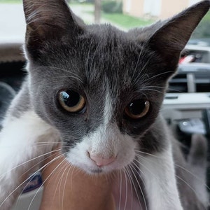 Greek God Apollo Altar, Prayer, Invocation, Altar Guide, Grimoire Pages ...