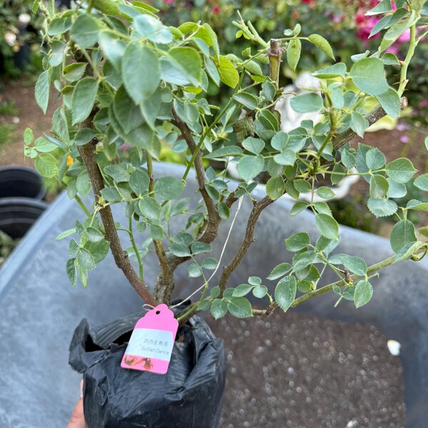 Rare New Rose. Red Juicy Terrazza. 红果汁，flower Machine. Continue ...