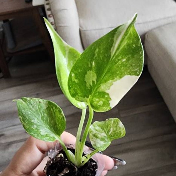 Philodendron White Princess 2 Starter Plant ALL STARTER PLANTS Require ...