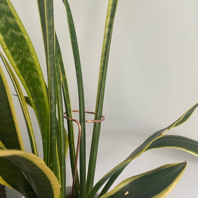 Electro Culture Rods for Plants Copper Electroculture Garden - Etsy