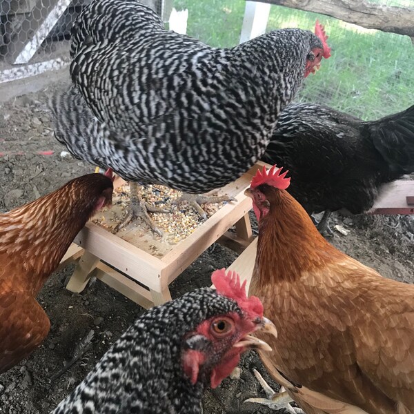 Chicknic Picnic Table for Chickens - Etsy