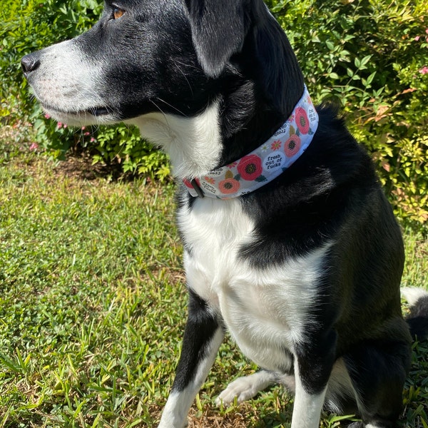 Dog Collar/fresh Out of Fus Dog Collar/ Flower Dog Collar/ Cussing Dog ...
