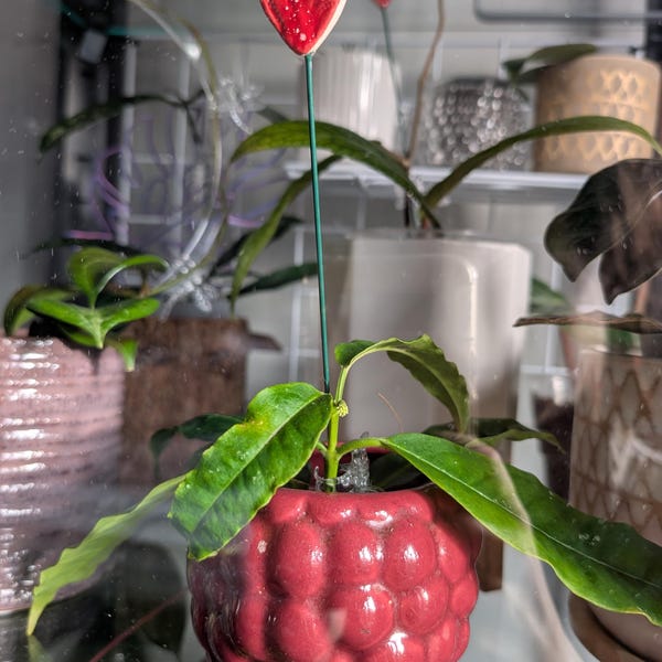 RARE Hoya Mathilde Silver Fresh Cutting Plant Houseplant - Etsy UK