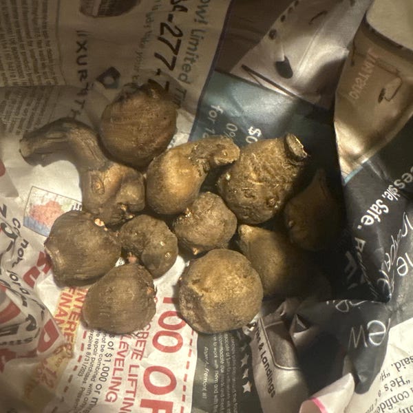 AMORPHOPHALLUS KONJAC Twenty Five (25) Bulbils - Voodoo Lily Bulb - Etsy