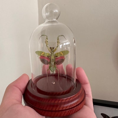 A4p TWO Beautiful Fairy Dragonfly Wings Preserved Dome Display - Etsy