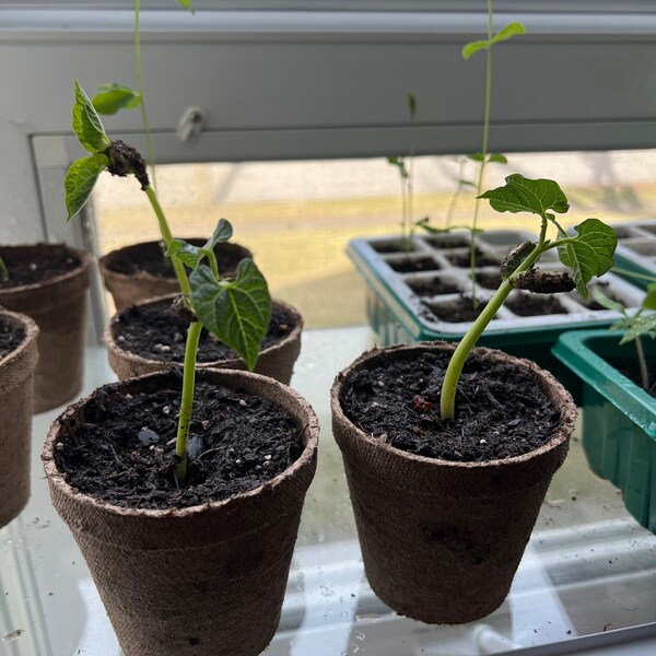 Blue Lake 274 Bush Bean Seeds - Heirloom, Non-gmo, Open Pollinated ...