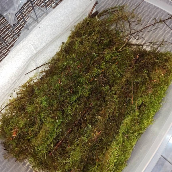 Moss Branches 5 Pieces Live Moss Sticks Live Moss Twigs Moss Covered ...