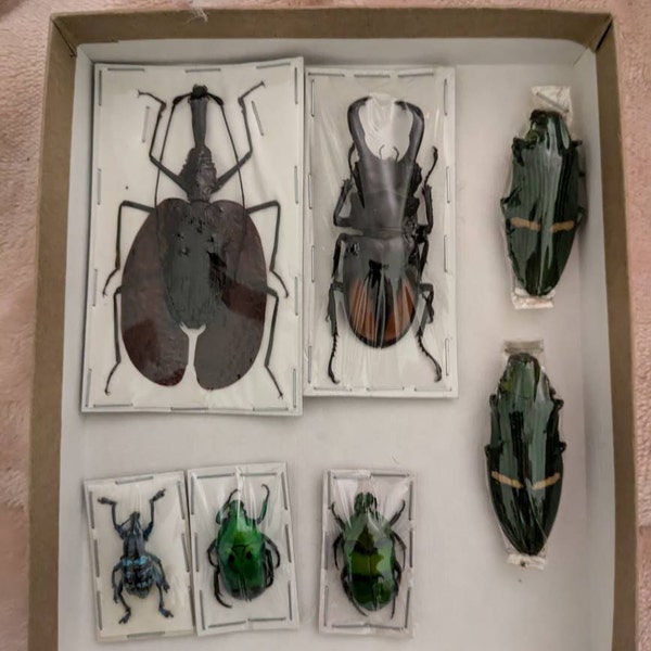 Mixed Real Beetles, Package of 5, Pack of Mixed Beetles, Entomology ...