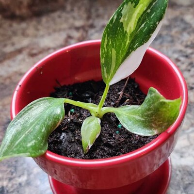 Alocasia tiny Dancer Starter Plant ALL STARTER PLANTS Require You to ...
