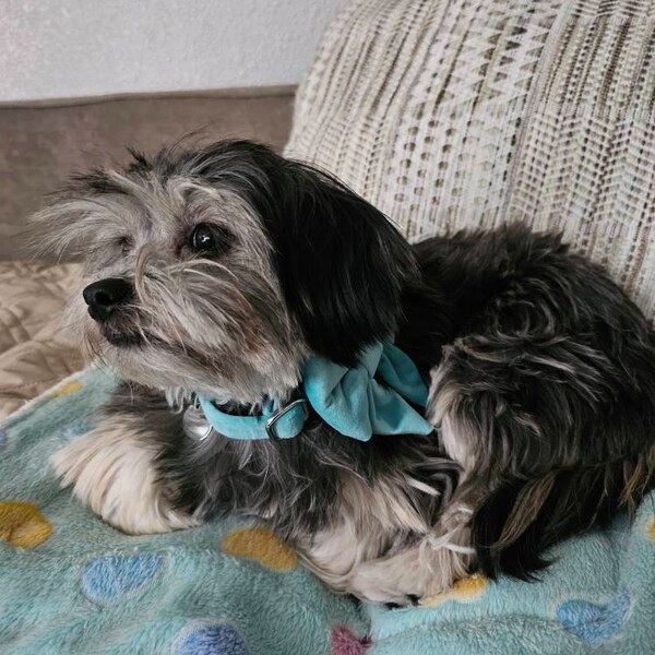 Luxe Blue Sapphire Velvet Key Fob Wristlet Winter Rose Gold, Gold ...