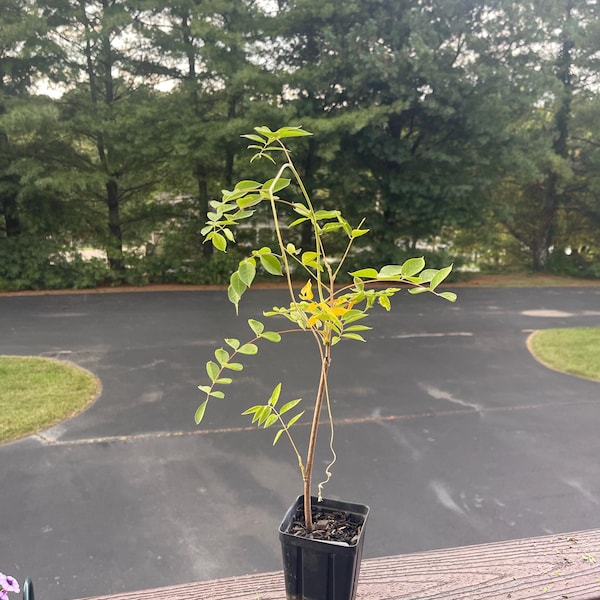 Weeping Corkscrew Willow Sapling in Nursery Pot. Live Rooted Salix ...