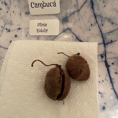 Marang Seeds Terap Artocarpus Odoratissimus Tropical Fruit Tree Seeds ...