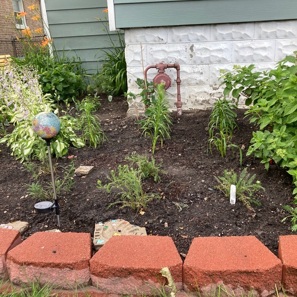 Sunny Goldenrod (solidago Spp.) US Native Plant & Keystone Species for ...