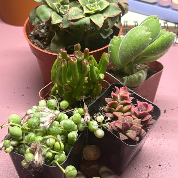 Crassula Gollum/ovata, Shrek Ear, Live Succulent, Jade Plant in 2", 4 ...