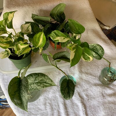 Enamel Plant Pins. Single or Bundle. - Etsy