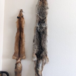 Professionally Soft Tanned Large 1 Grade Iowa Raccoon/coon Hide/pelt - Etsy