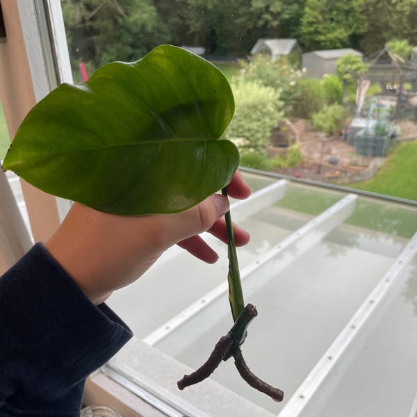 Japanese Rice Fish Eggs Medaka Miyuki Silver - Etsy