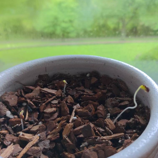 Telegraph Plant Seeds ~codariocalyx Motorius~ Fascinating "moving ...