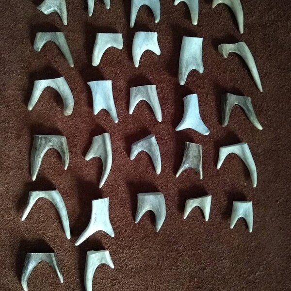 Twenty-five 25 2 1/2 Whitetail Deer Antler Tine Tips for Arts, Crafts ...