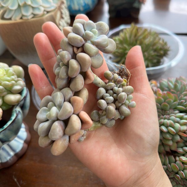 5" Live Succulent Plants, Graptopetalum Ellen, Easy Care Plants - Etsy