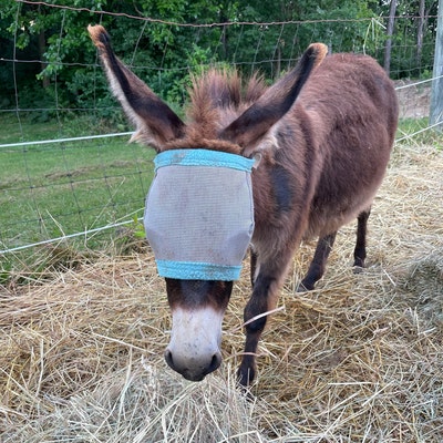 Fly Mask for Minis, Ponies, Foals, Donkeys, Handmade in the USA Montana ...