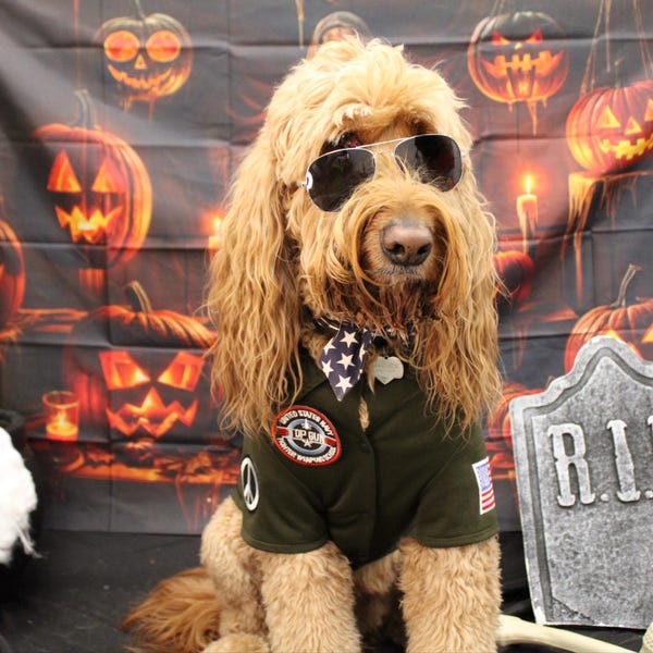 Top Gun Look Outfit Set - Pet Fighter Pilot Outfit, Navy Patriotic ...