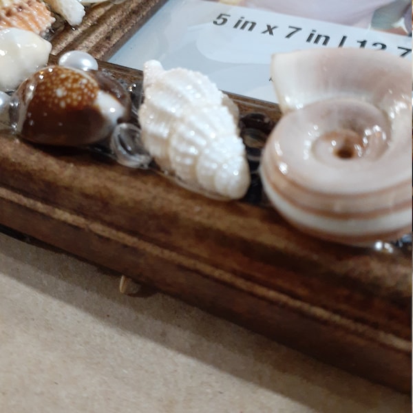 Tan Marginallas-white Sea Shells-craft Seashells-small Seashells Bulk ...
