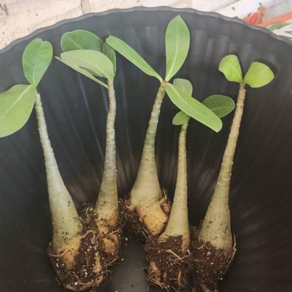 1 Grafted Double "purple Fire" Adenium /desert Rose Plant. 5-7 Inch ...