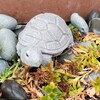 Turtle Statue, Concrete Cement Turtles, Painted Turtle, Cement Garden ...
