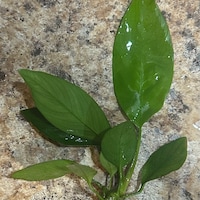 ANUBIAS FRAZERI BUY3GET1FREE Live Aquarium Plant Aquascape - Etsy