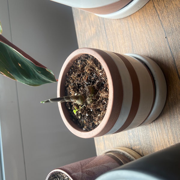 Red Pine Cone Shampoo Ginger Awapuhi Live Plant Start Organic Zingiber ...