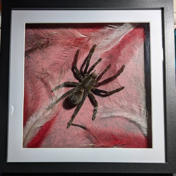 Spider. Cyclocosmia Ricketti. Real Specimen. Insect Specimen. Real ...