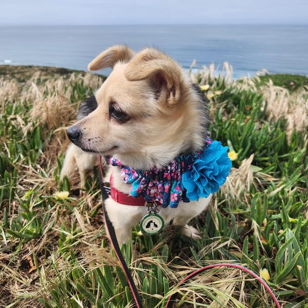 Dog Ruffle Collar, Budding Blooms Dog Scrunchie Collar With Pink ...
