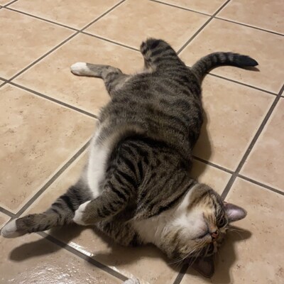 King of the Hill Svg Bundle, 9 Image Svg Bundle, Bobby Hill Svg, Hank ...