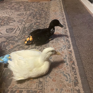 Guinea Pig Cavy Diaper With Bib / Collar Waterproof Designed - Etsy