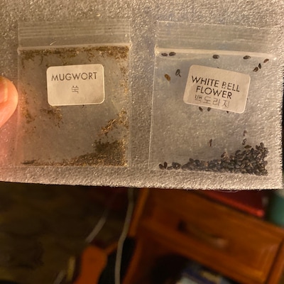 백도라지 Seeds50 White Bell Flower Seeds 50 - Etsy