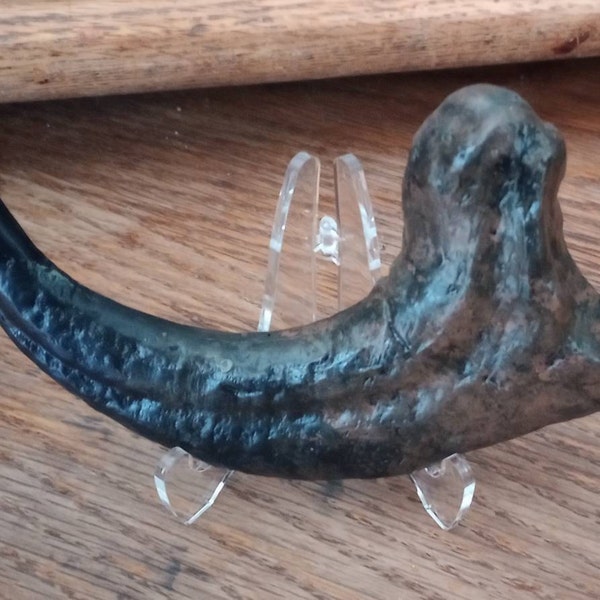 Velociraptor Claw, Raptor Claw Fossil Replica, Utah Raptor, Dinosaur ...