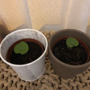 Lithops Aucampiae 'jackson's Jade' C395 10 Seeds - Etsy