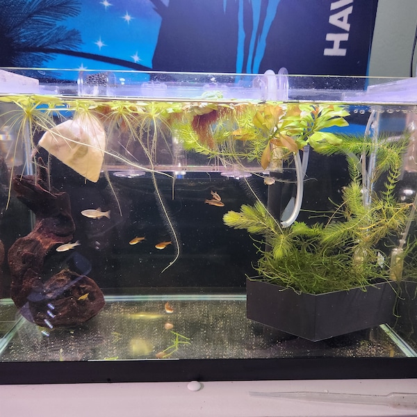 Egg Collector for Cpds, Danios, Tetras and Rasboras - Blake's Aquatics ...