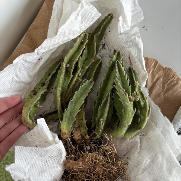 Hildewintera Colademononis Monkey Tail Cactus Seeds Super Furry Hybrid ...