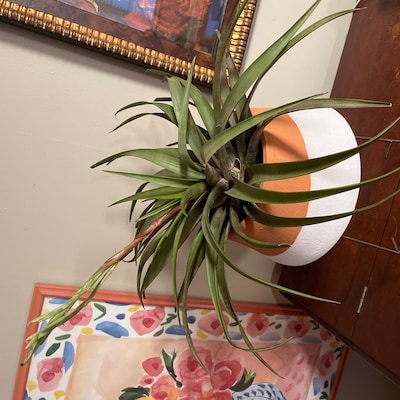 11 Wood Cake Stand, Log Cake Stand, Tree Bark Cake Stand, Tree Slice ...