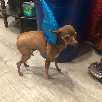 Shark Fin for Dogs, Dog Halloween Costume, Cosplay Accessory, Shark ...