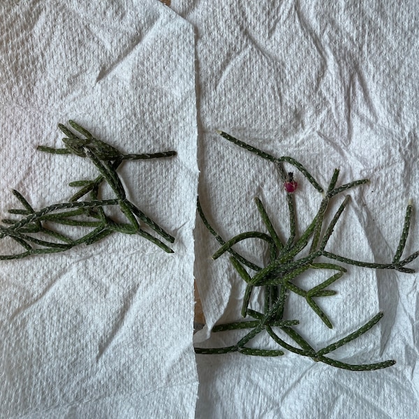 Variegated Prickly Pear Pads, Rare Plant - Etsy