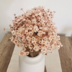 Glixia in Natural Colors, Pink or Purple Marcela Dried Flowers, Dried ...