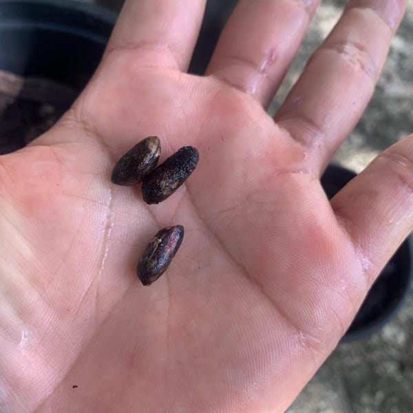 Prickly Ash Tree Seeds (zanthoxylum Americanum) Packet of 25 Seeds ...
