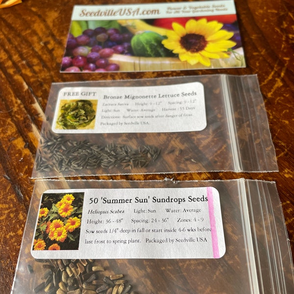 50 SUMMER SUN SUNDROPS Yellow Heliopsis Scabra False Sunflower Flower ...